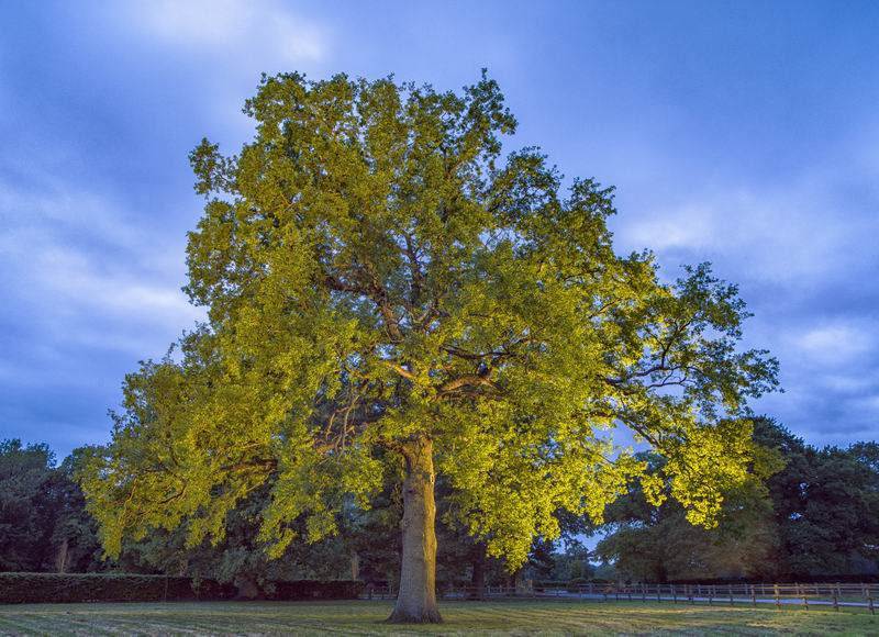 ADRIAN HALLMARK’S FAVOURITE OAK FEATURES IN A PORTRAIT OF A TREE ...